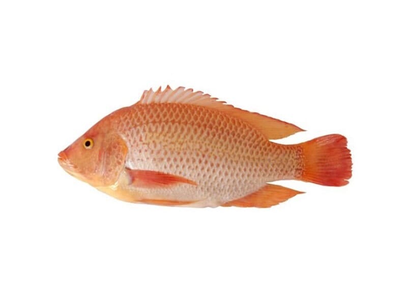 Fisk, Red tilapia, 500-800g/stk, 5kg - MANDARINEN